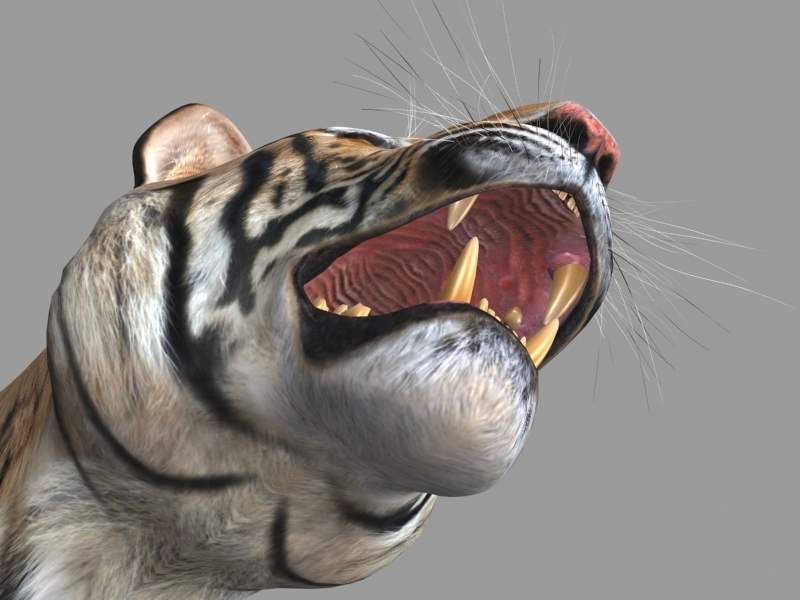Ultimate Tiger - 3D Model by Virtual creator