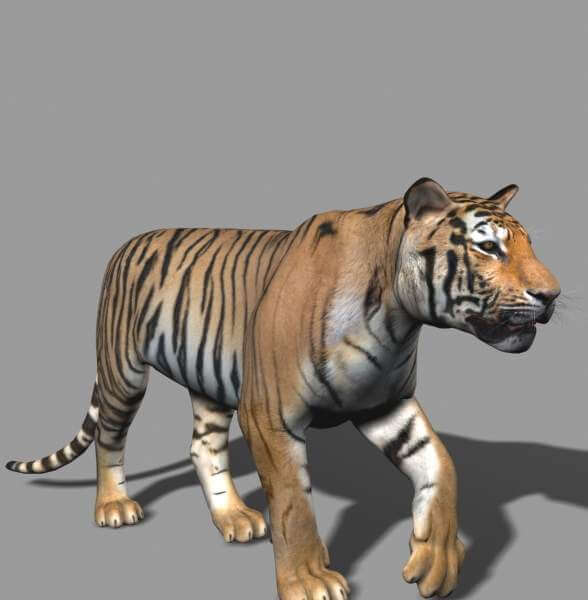 Ultimate Tiger - 3D Model by Virtual creator