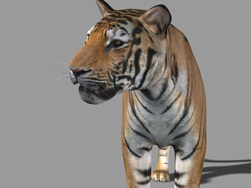 Ultimate Tiger - 3D Model by Virtual creator