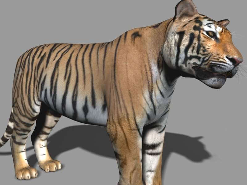 Ultimate Tiger - 3D Model by Virtual creator