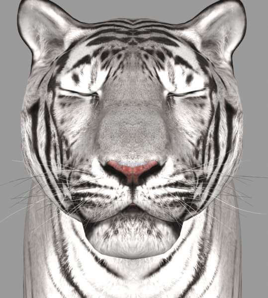 Ultimate Tiger - 3D Model by Virtual creator