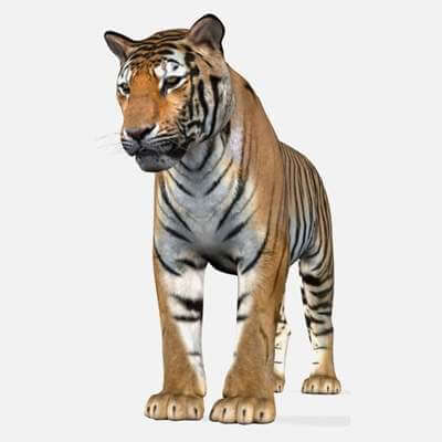Ultimate Tiger - 3D Model by Virtual creator
