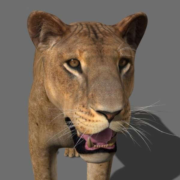Ultimate Lioness - 3D Model by Virtual creator