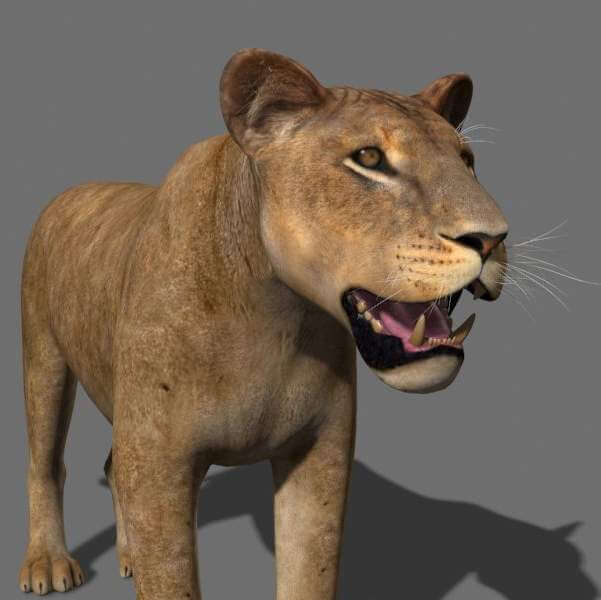 Ultimate Lioness - 3D Model by Virtual creator