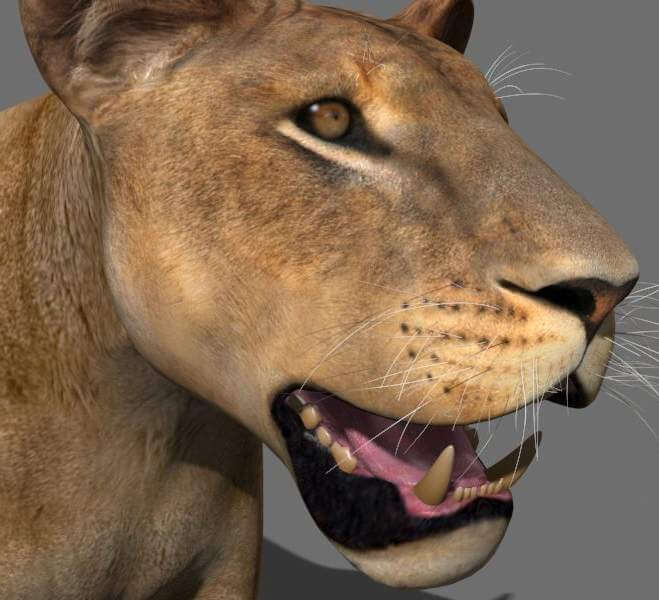 Ultimate Lioness - 3D Model by Virtual creator