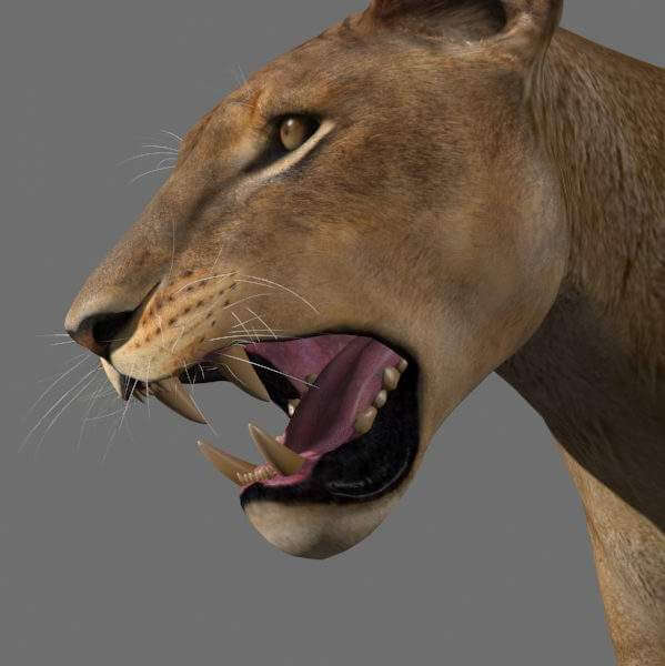 Ultimate Lioness - 3D Model by Virtual creator