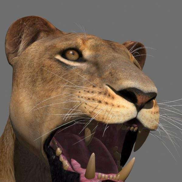 Ultimate Lioness - 3D Model by Virtual creator