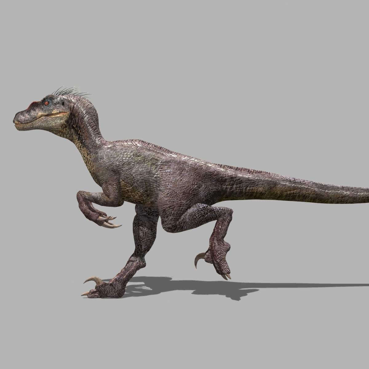 Raptor - 3D Model by Virtual creator