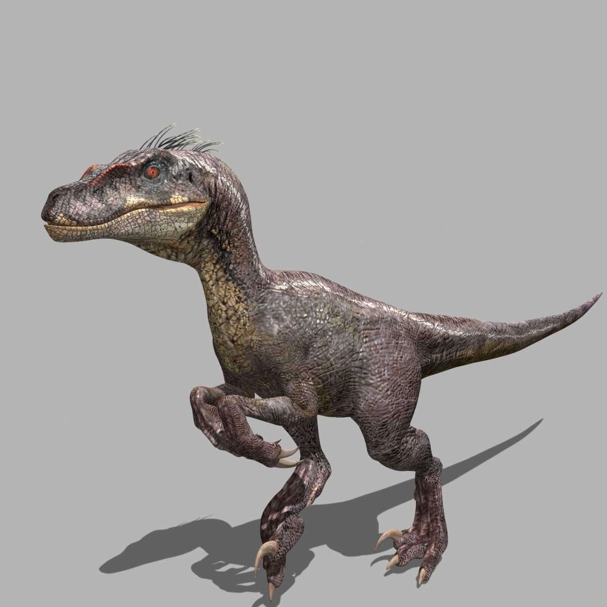 Raptor - 3D Model by Virtual creator