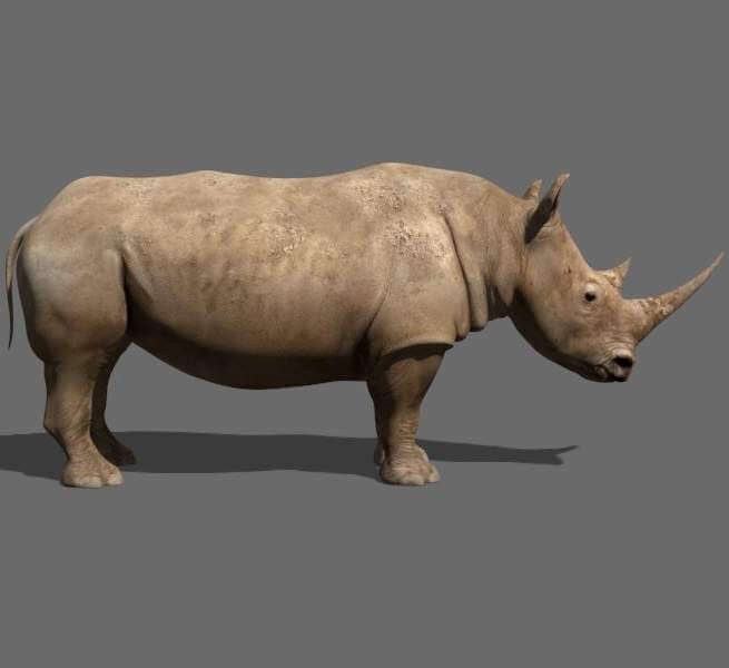 Rhino - 3D Model by Virtual creator