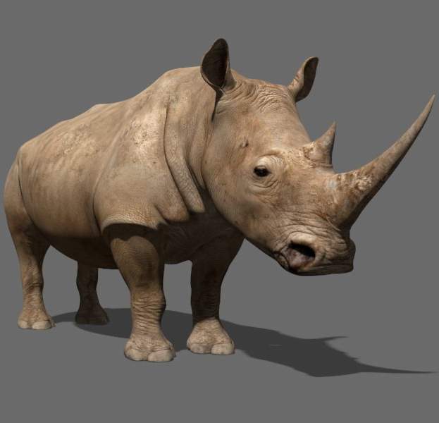 Rhino - 3D Model by Virtual creator