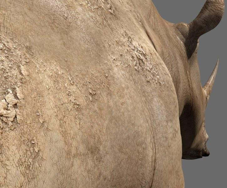 Rhino - 3D Model by Virtual creator