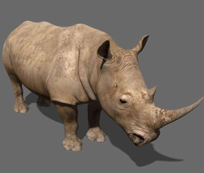 Rhino - 3D Model by Virtual creator