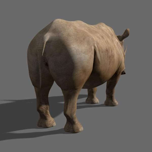 Rhino - 3D Model by Virtual creator