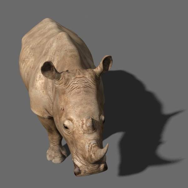 Rhino - 3D Model by Virtual creator