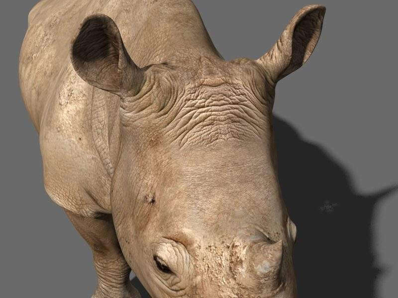 Rhino - 3D Model by Virtual creator