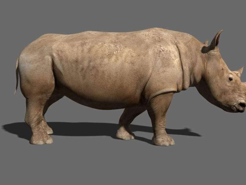 Rhino - 3D Model by Virtual creator