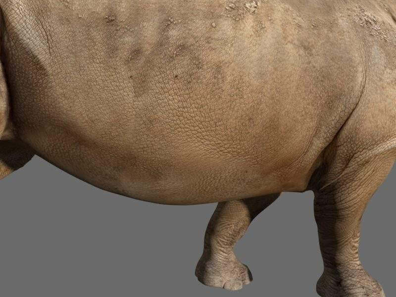 Rhino - 3D Model by Virtual creator
