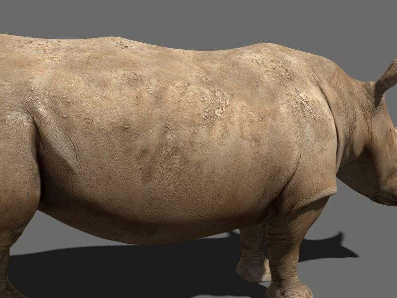 Rhino - 3D Model by Virtual creator
