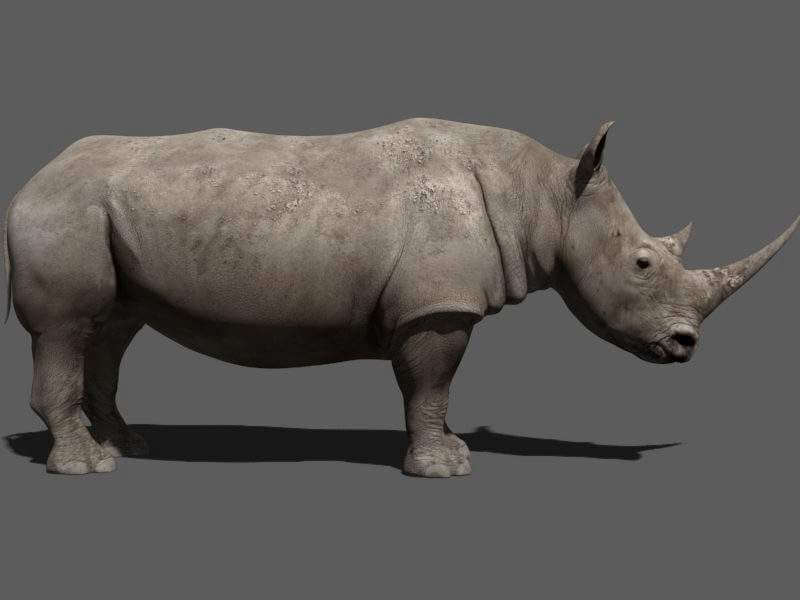 Rhino - 3D Model by Virtual creator