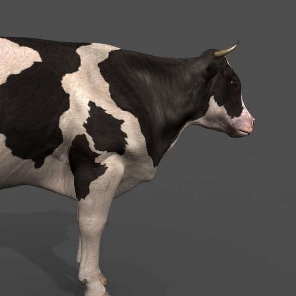 Cow - 3D Model by Virtual creator