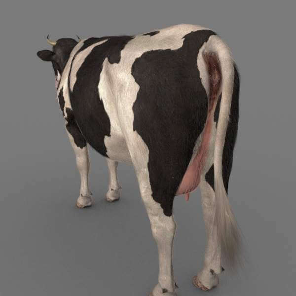 Cow - 3D Model by Virtual creator