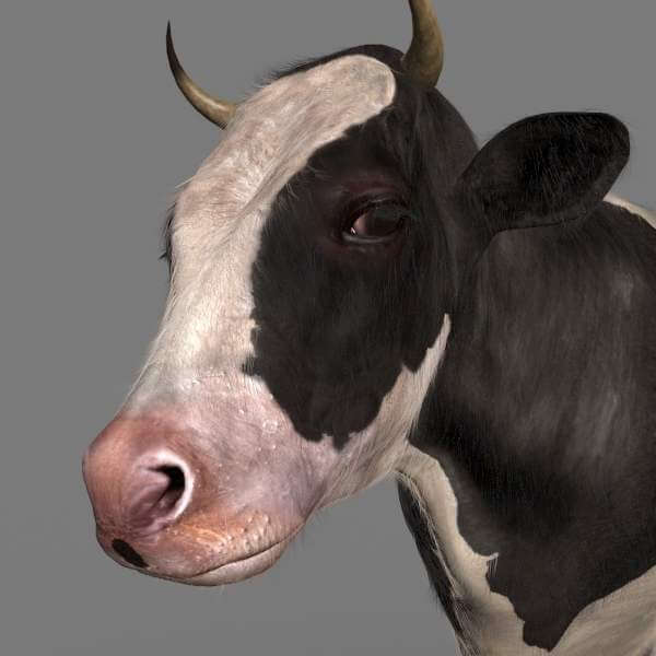 Cow - 3D Model by Virtual creator