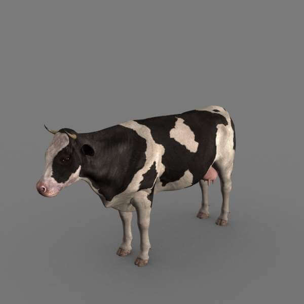 Cow - 3D Model by Virtual creator