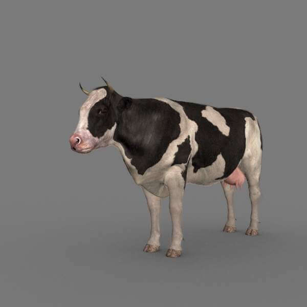 Cow - 3D Model by Virtual creator