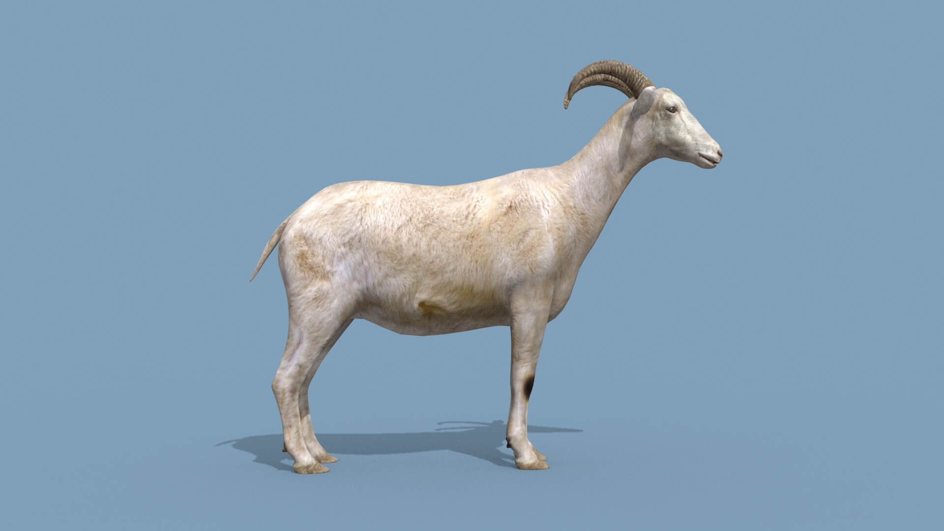 Top Goat 8K - 3D Animated by Virtual creator