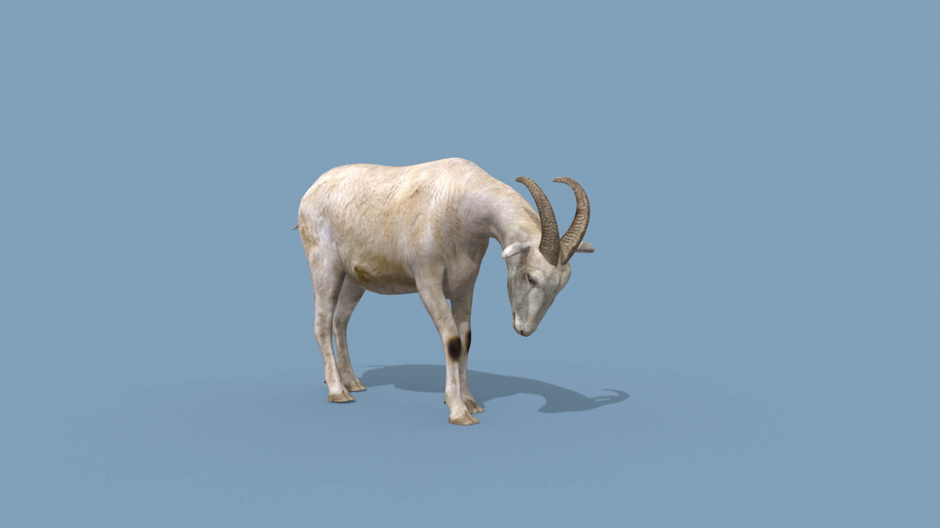 Top Goat 8K - 3D Animated by Virtual creator