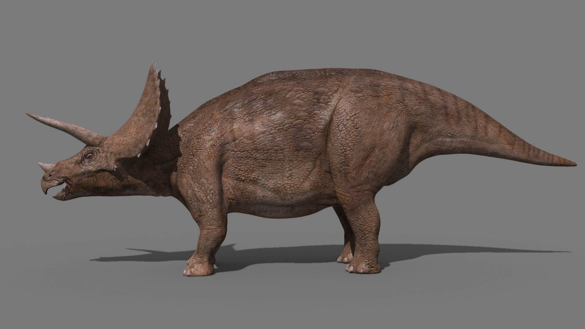 Triceratops Tribute - 8K 3D Model by Virtual creator