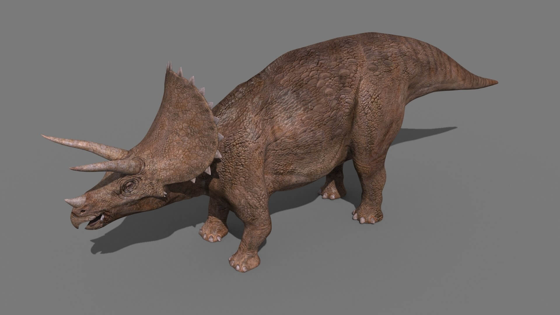 Triceratops Tribute - 8K 3D Model by Virtual creator
