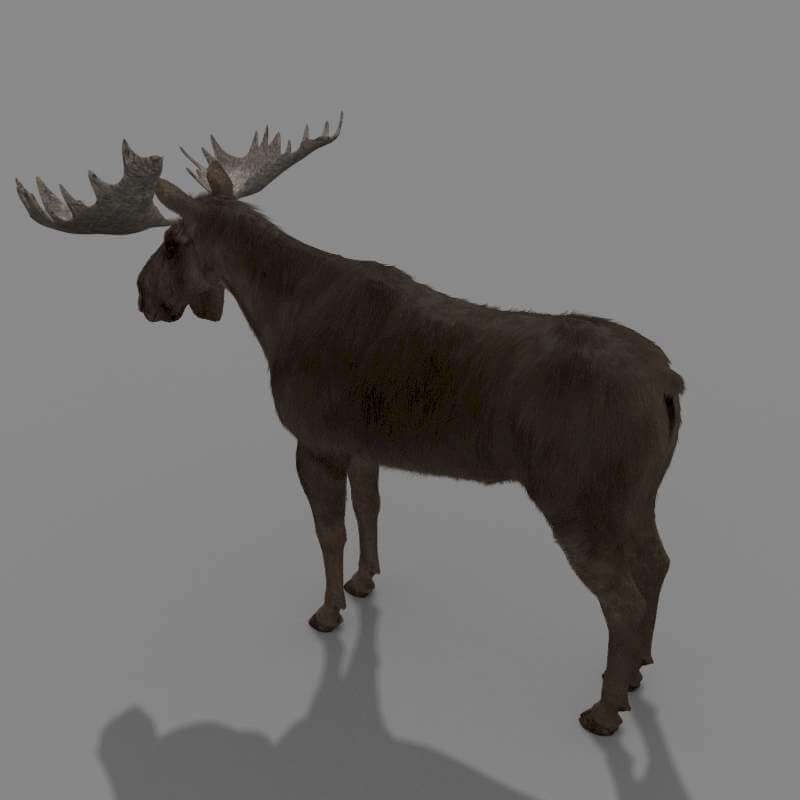 Moose - 3D Model by Virtual creator