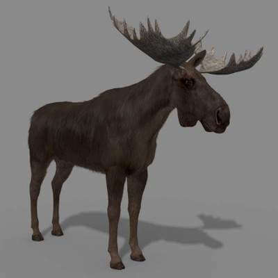 Moose - 3D Model by Virtual creator