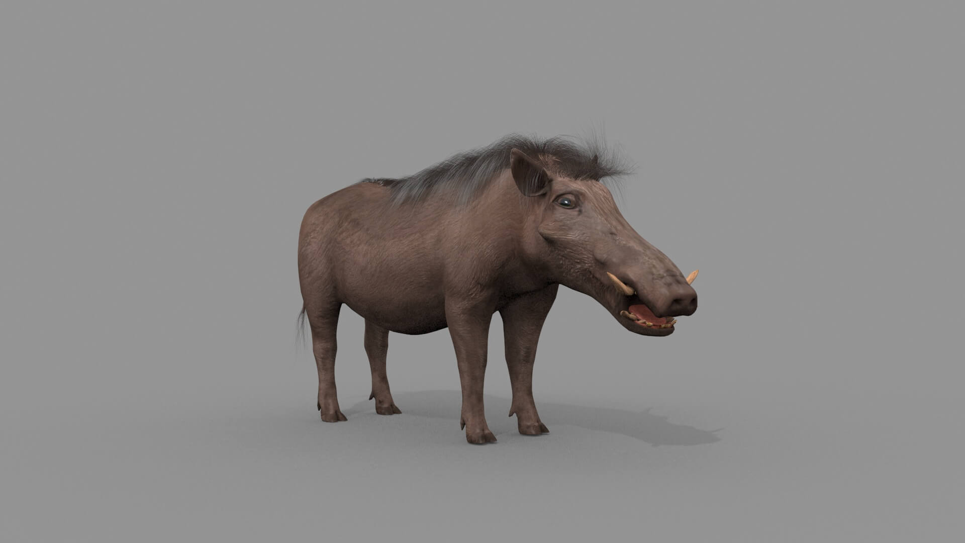 Warthog African Pig - Animated Fur 3D Model by Virtual creator