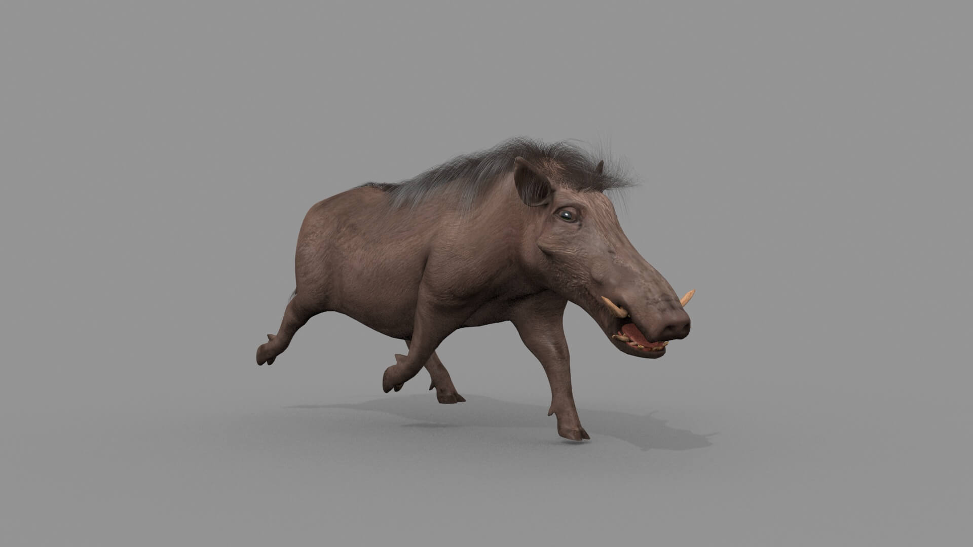 Warthog African Pig - Animated Fur 3D Model by Virtual creator