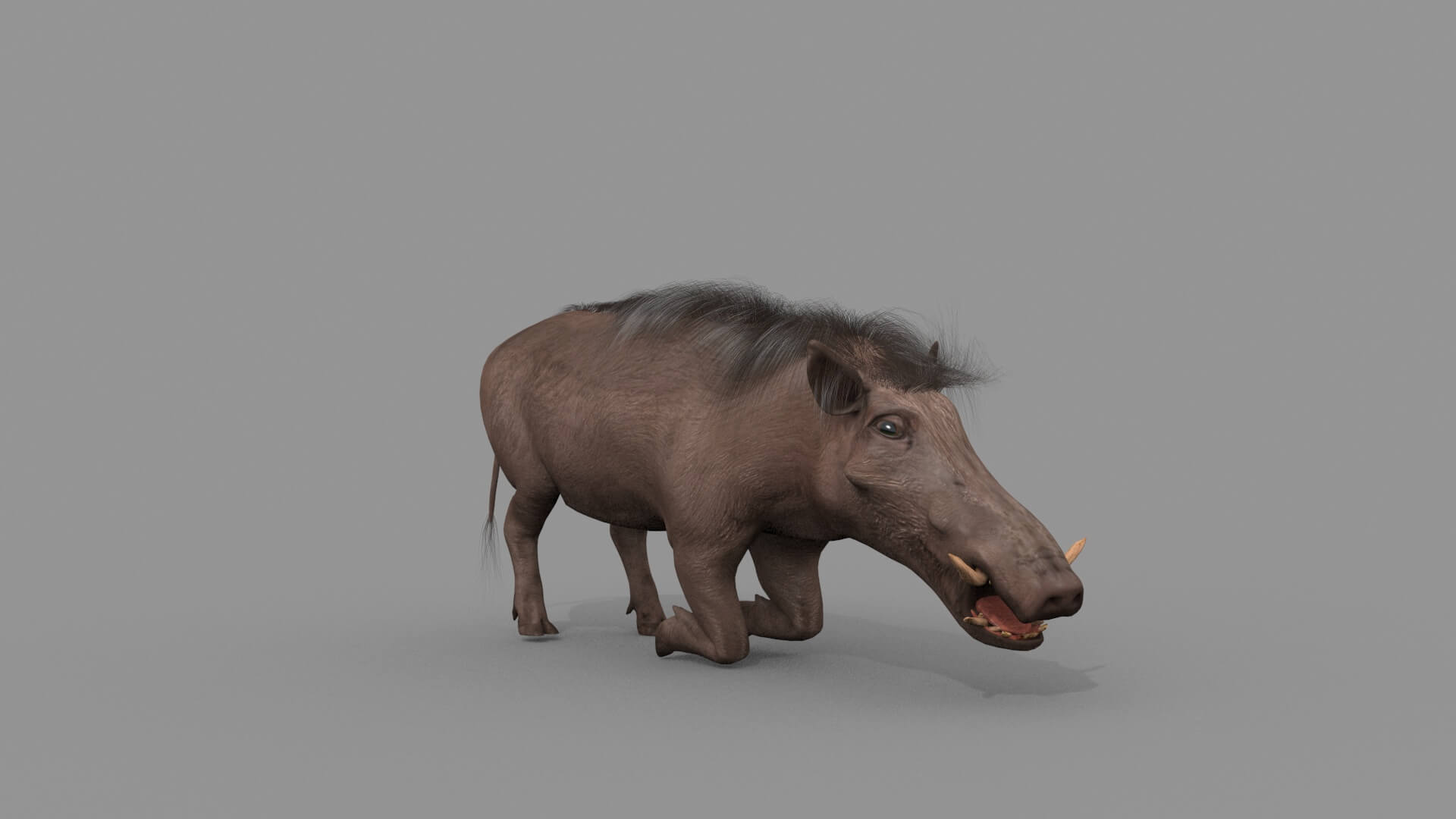 Warthog African Pig - Animated Fur 3D Model by Virtual creator