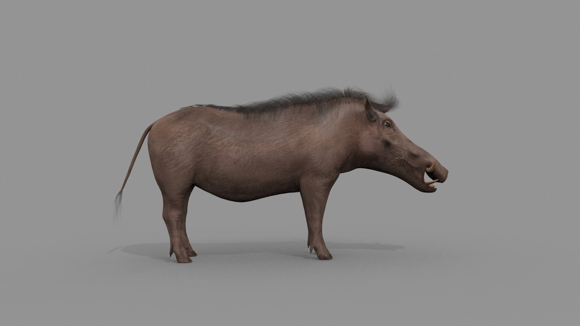 Warthog African Pig - Animated Fur 3D Model by Virtual creator
