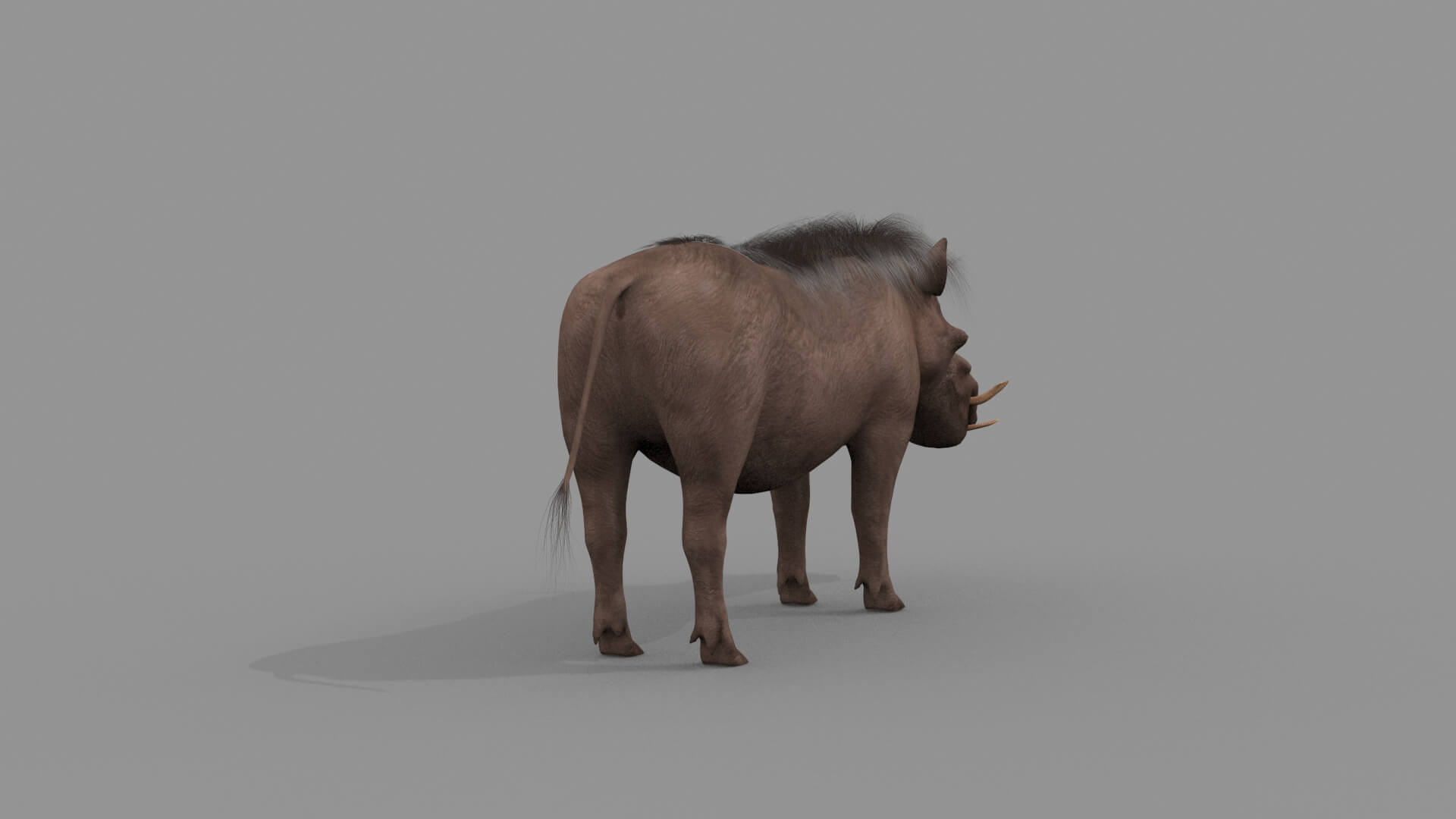 Warthog African Pig - Animated Fur 3D Model by Virtual creator