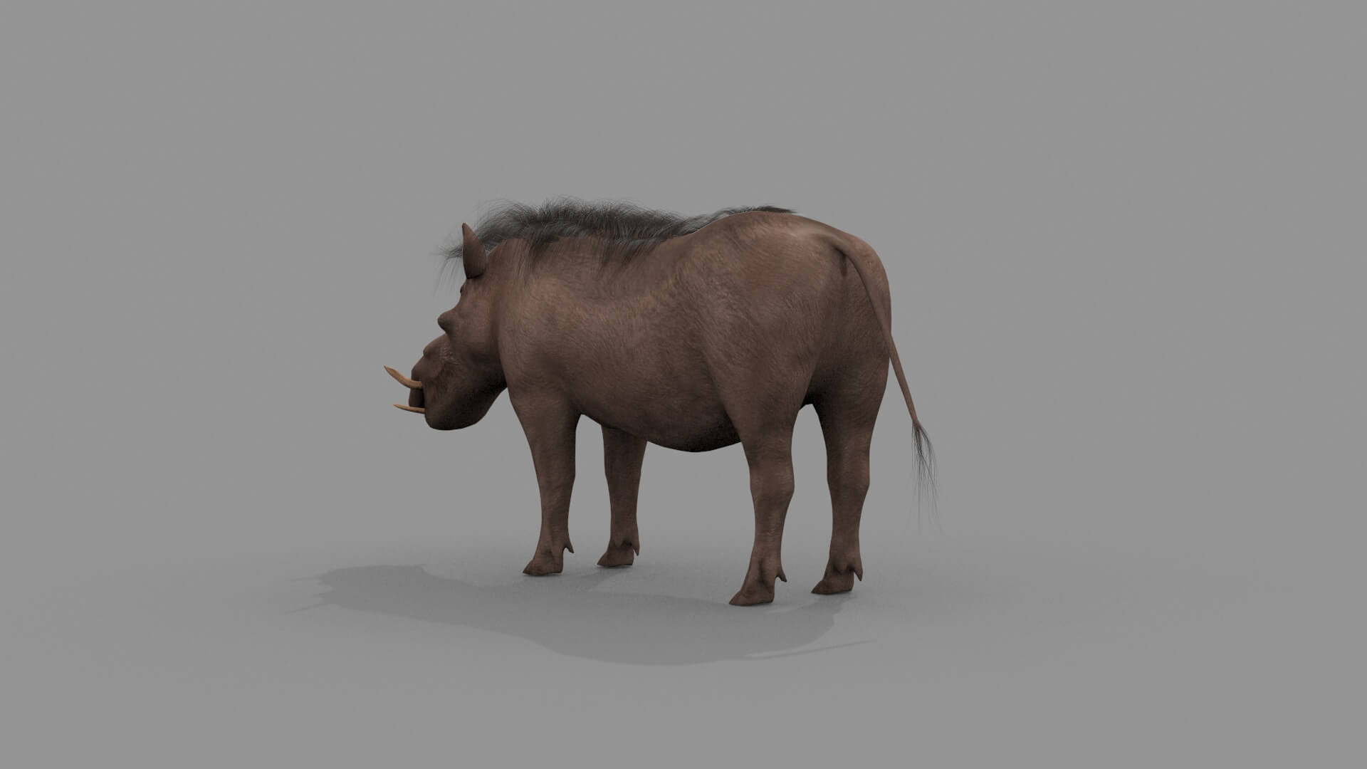 Warthog African Pig - Animated Fur 3D Model by Virtual creator