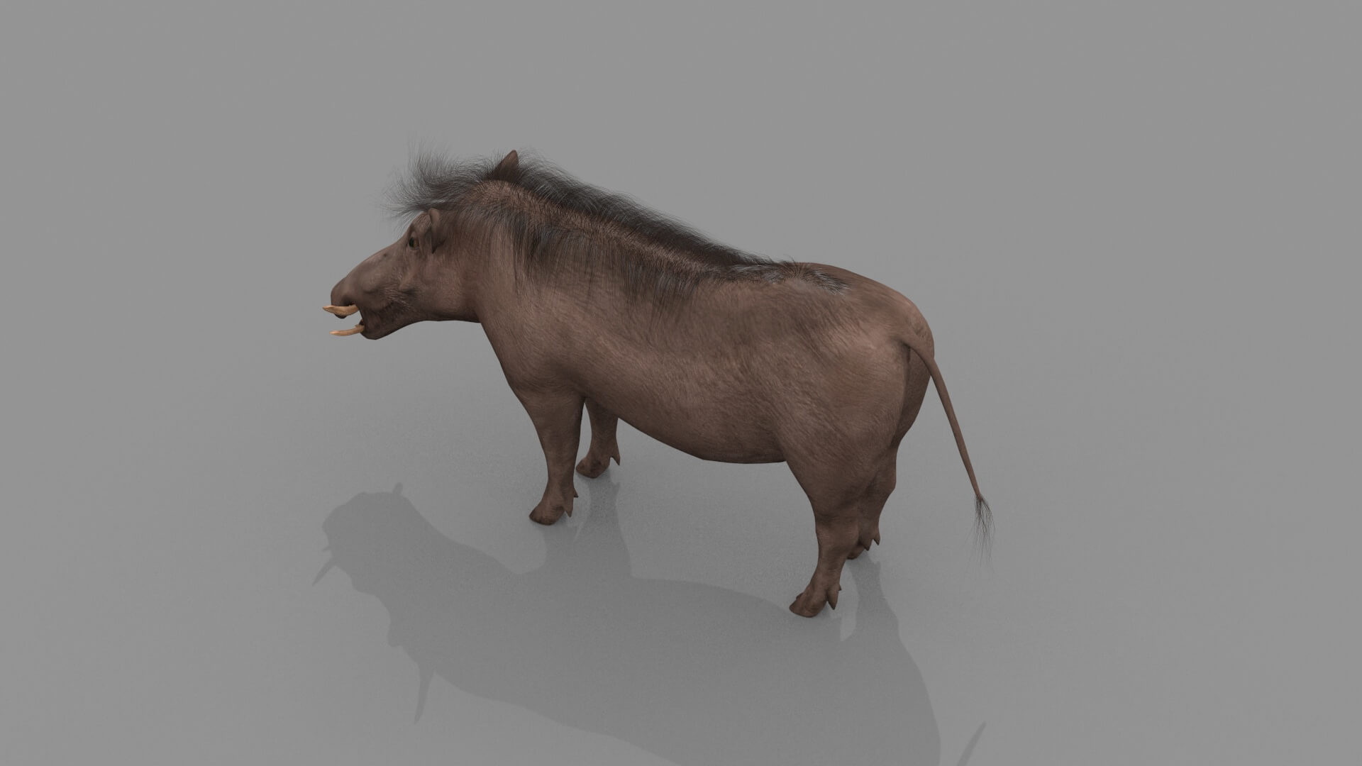 Warthog African Pig - Animated Fur 3D Model by Virtual creator