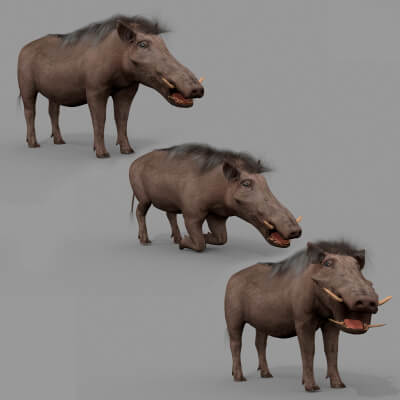 Warthog African Pig - Animated Fur 3D Model by Virtual creator