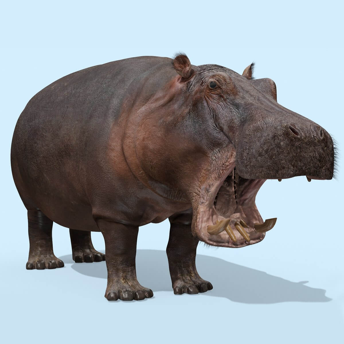 Wild Hippo 8K - 3D Model by Virtual creator