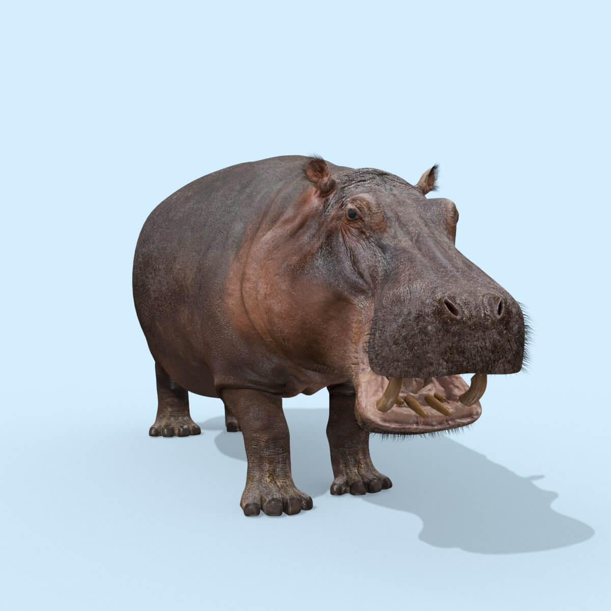 Wild Hippo 8K - 3D Model by Virtual creator