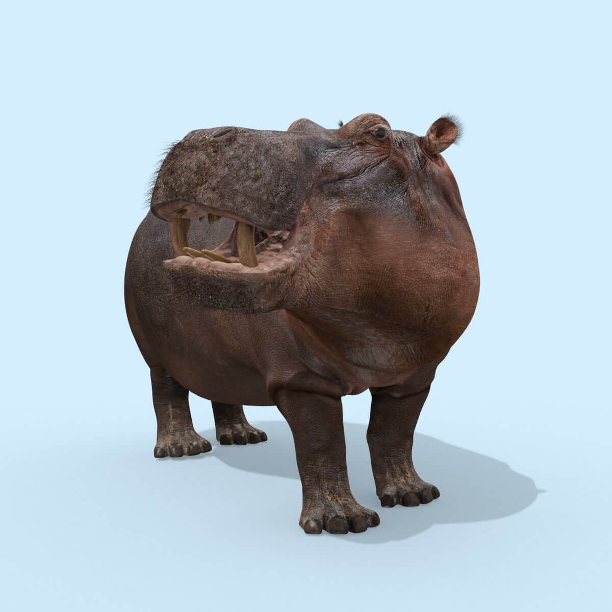 Wild Hippo 8K - 3D Model by Virtual creator