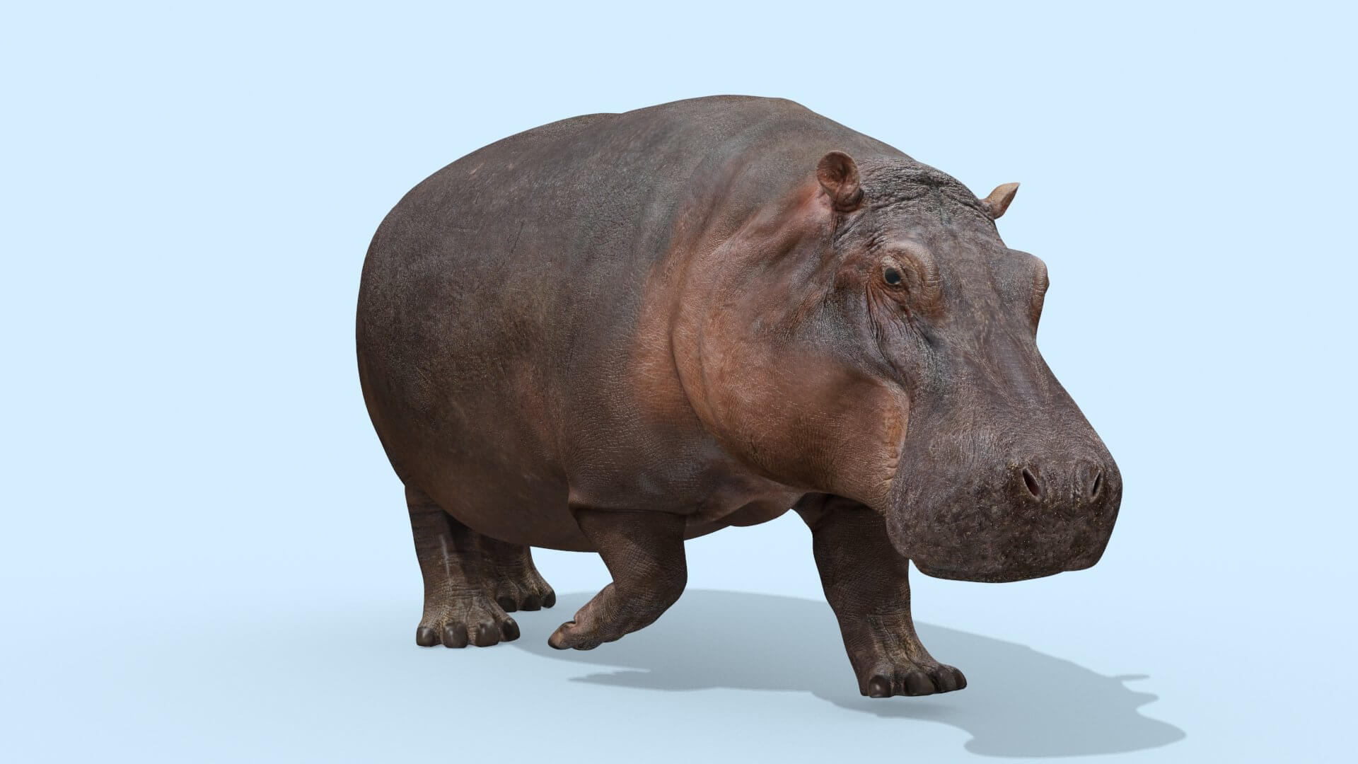 Wild Hippo 8K - 3D Model by Virtual creator