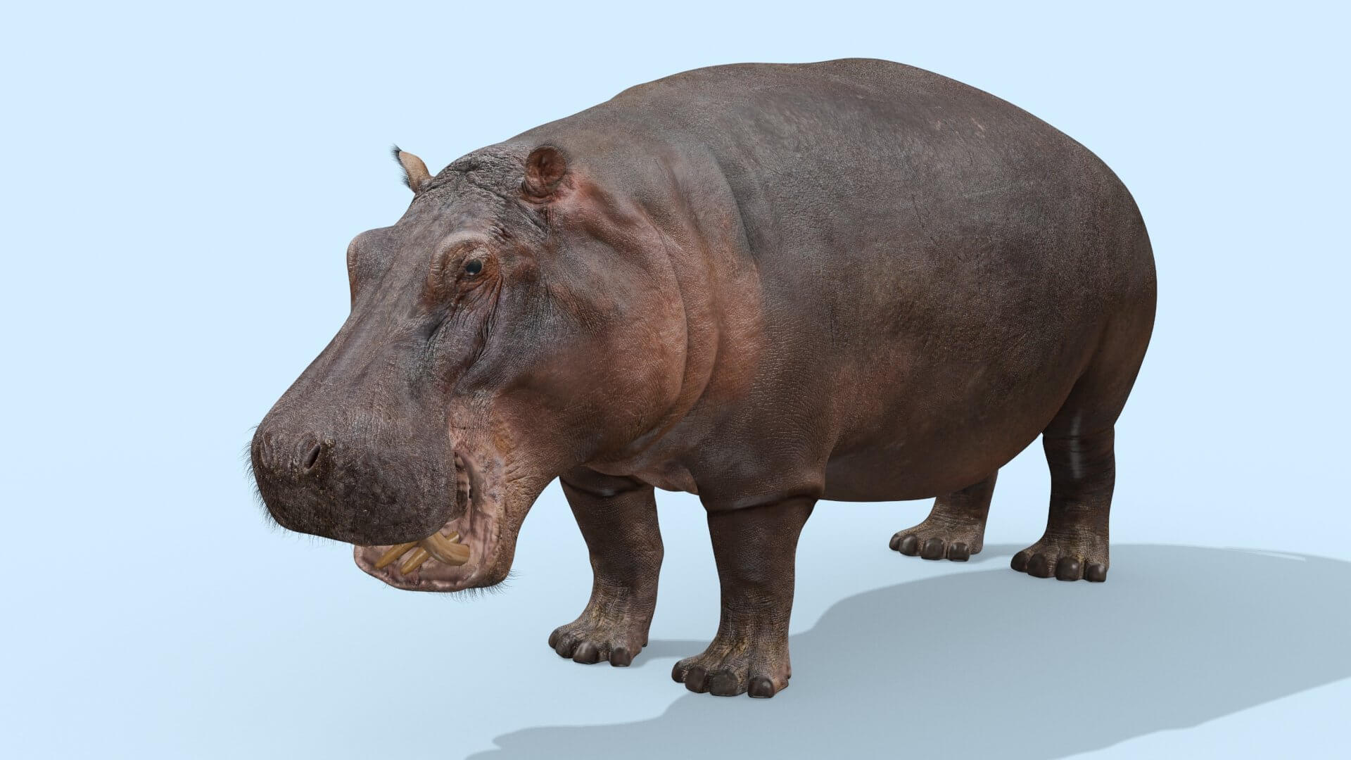 Wild Hippo 8K - 3D Model by Virtual creator