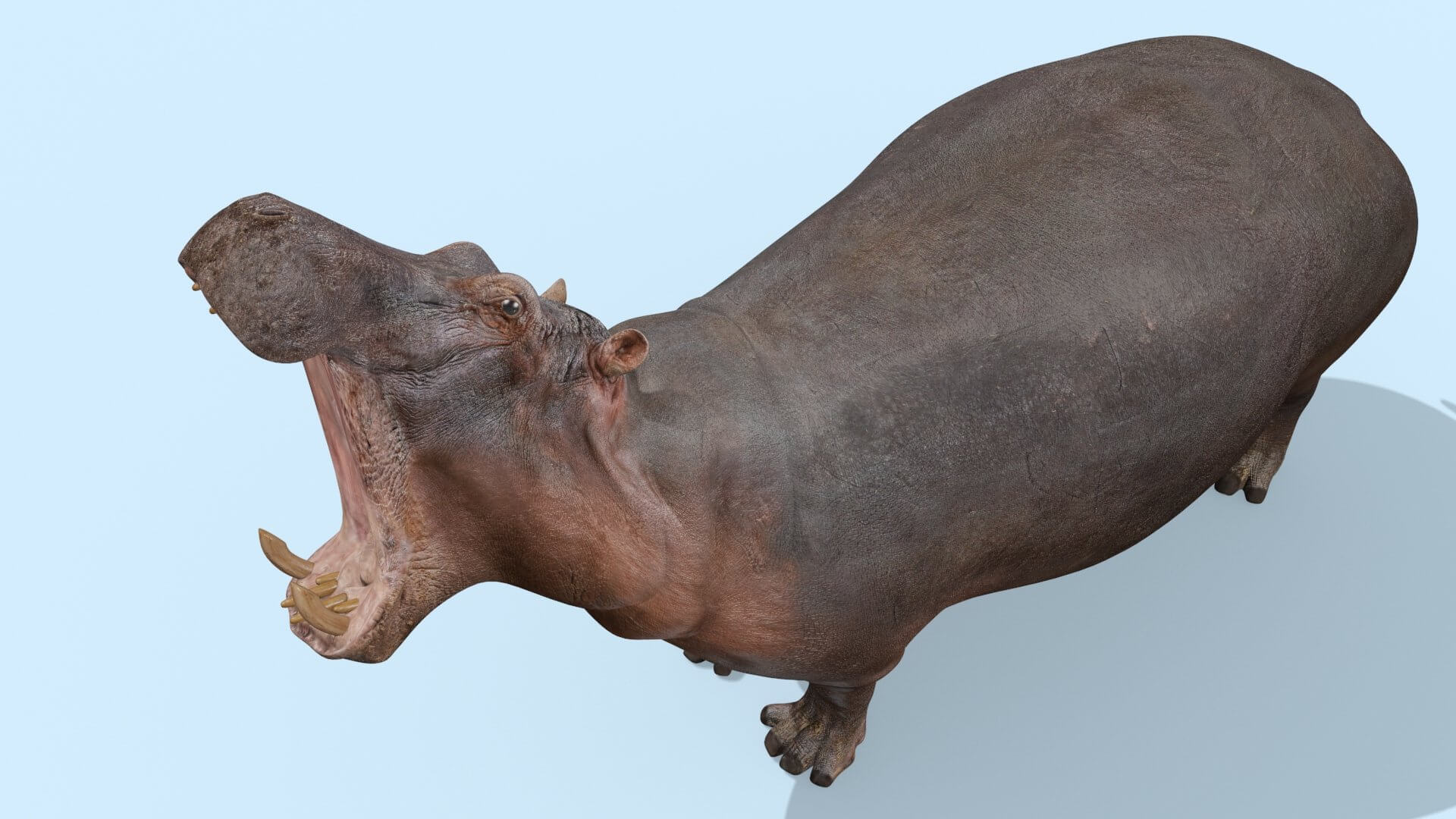 Wild Hippo 8K - 3D Model by Virtual creator
