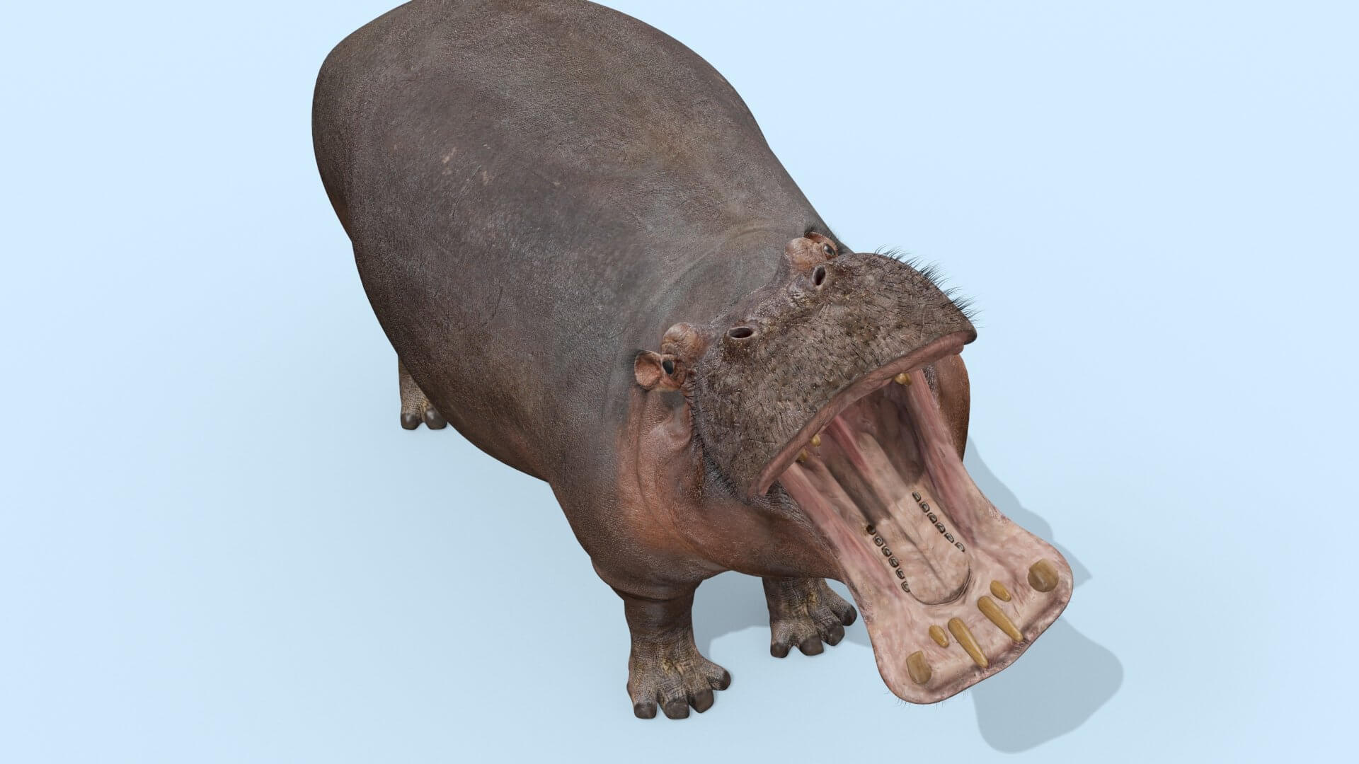 Wild Hippo 8K - 3D Model by Virtual creator